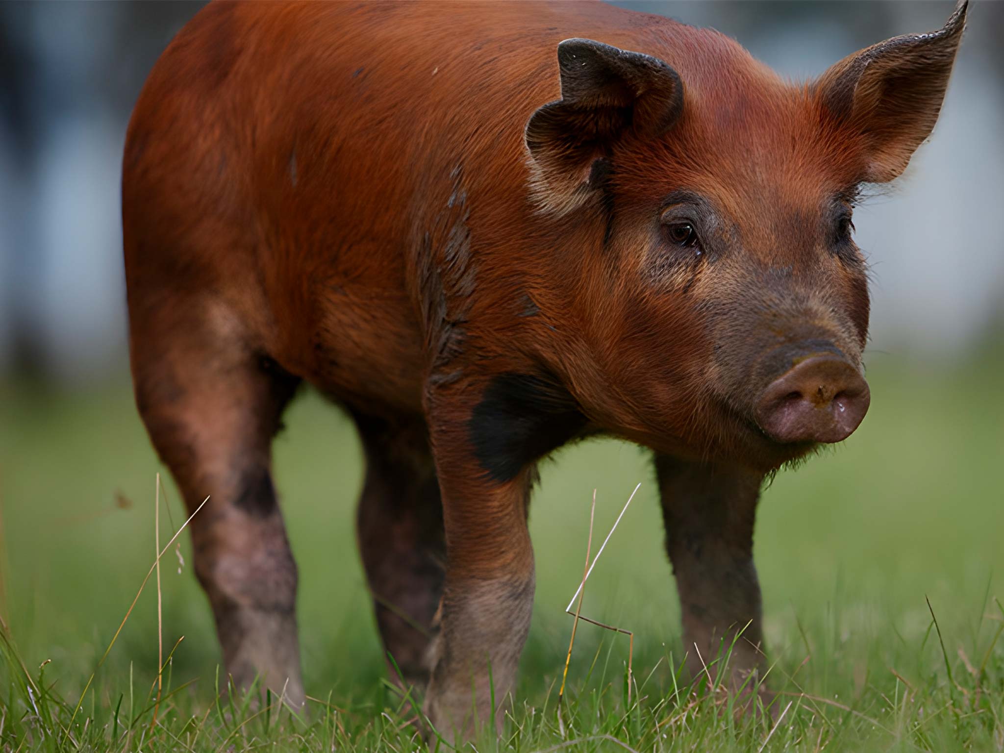 Raza Duroc: todo lo que debes saber sobre ella
